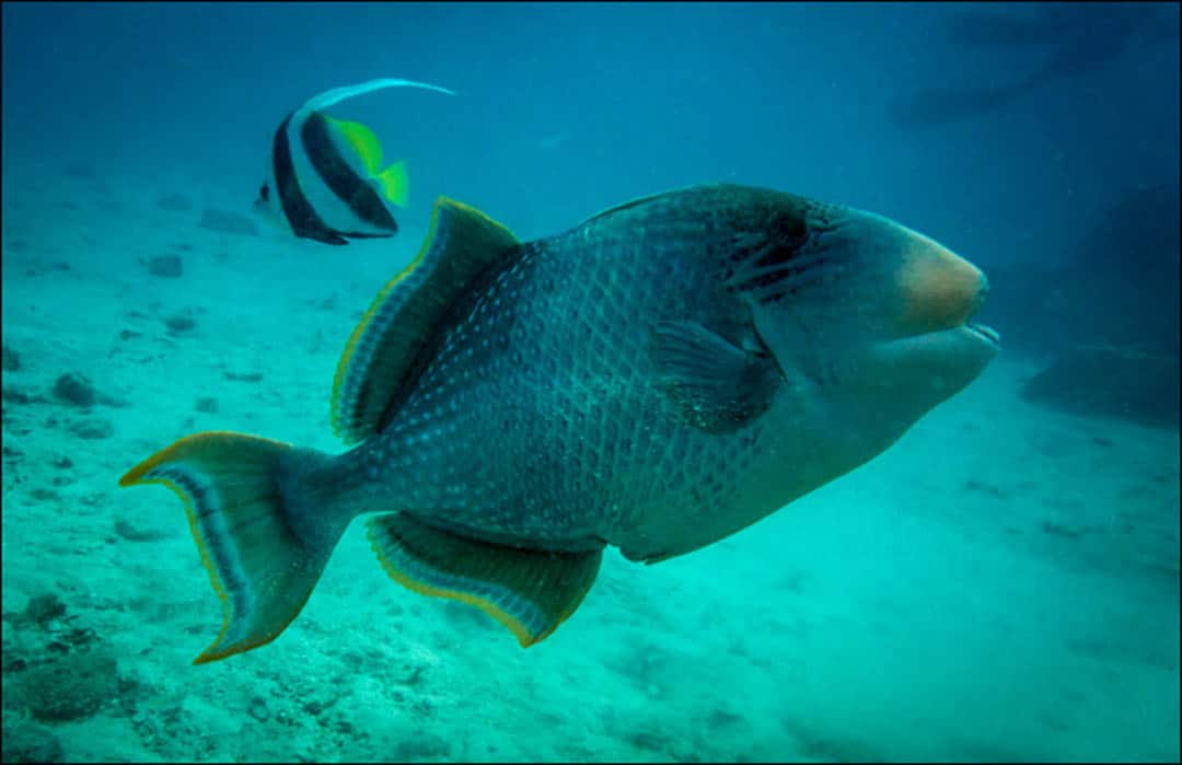 Fish Identification Instructor Course on Koh Tao, Thailand