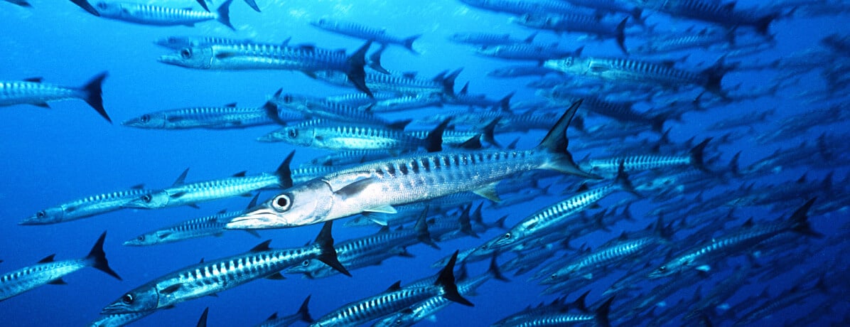 Fish Identification Instructor Course on Koh Tao, Thailand