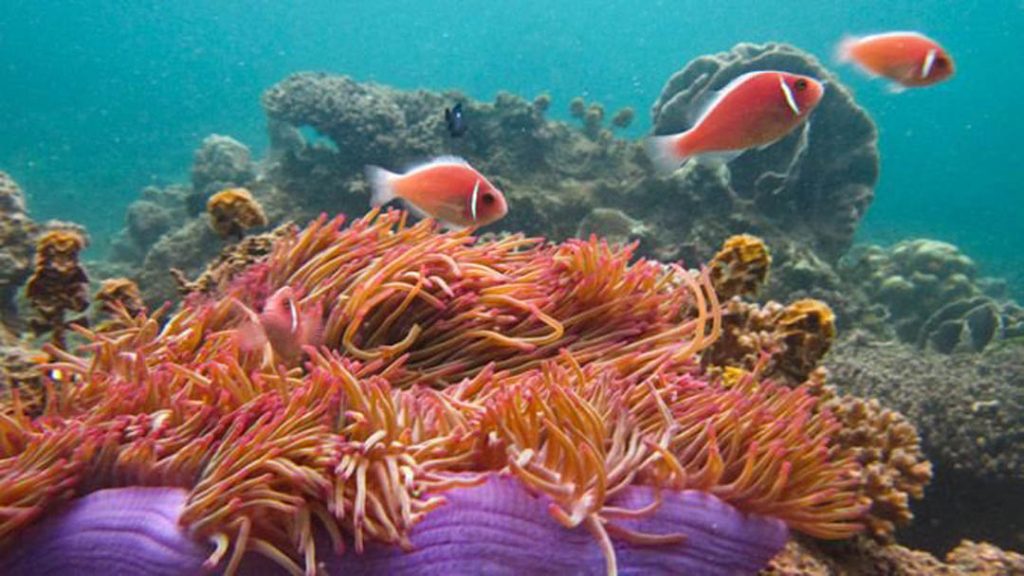 Fish Identification Instructor Course on Koh Tao, Thailand